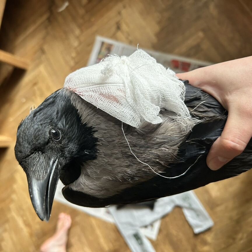 Серая ворона