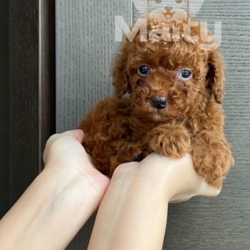 Той-пудель mini щенки