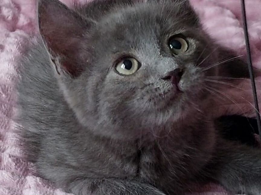 Котенок, малыш 2 мес