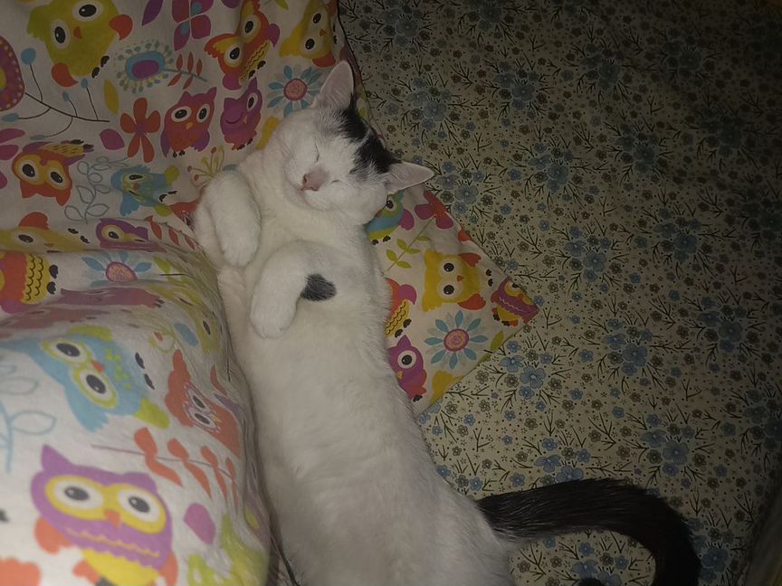 Отдам молодого кота