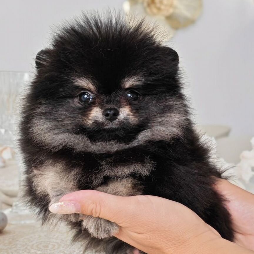 Померанский шпиц, щенок
