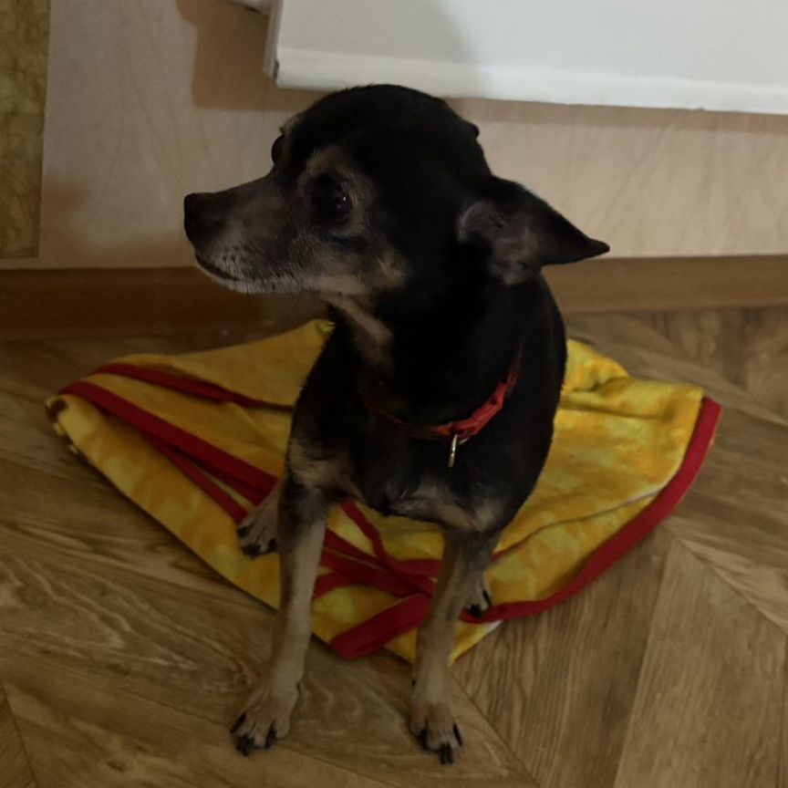 Русский той-терьер, взрослый пёс