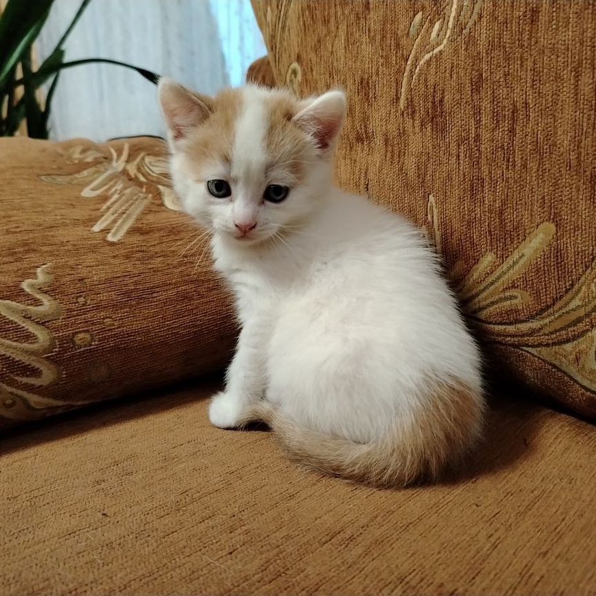 Котенок в добрые руки