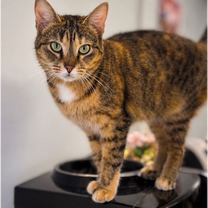 Взрослая, кошка в добрые руки