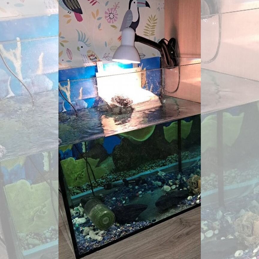 Аквариум с содержимым