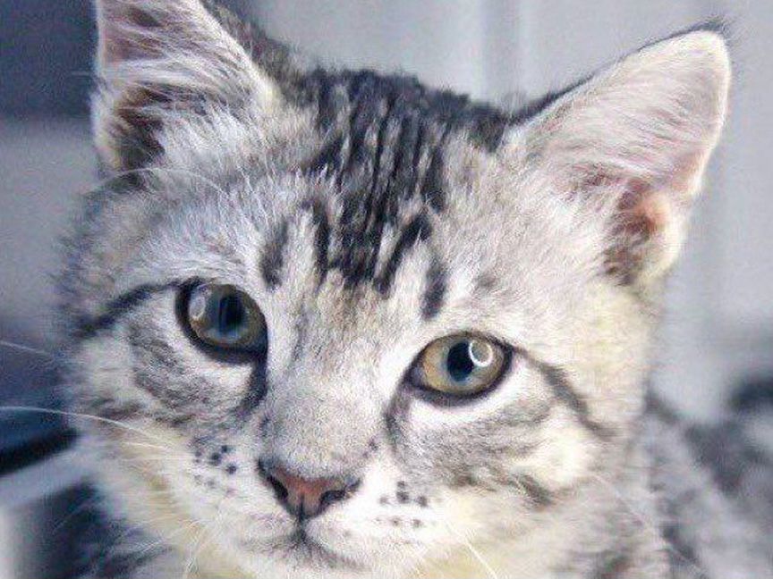 Котята шотландские бесплатно