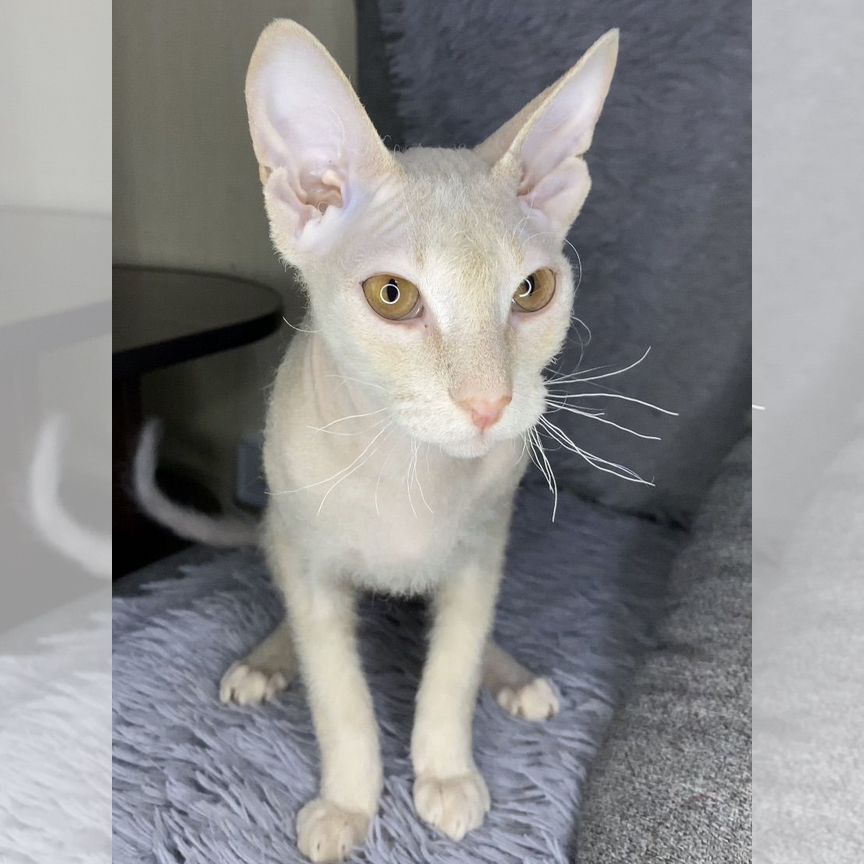 Донской сфинкс, кот вязка