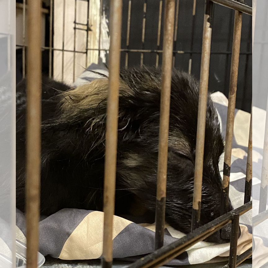 Щенок в добрые руки