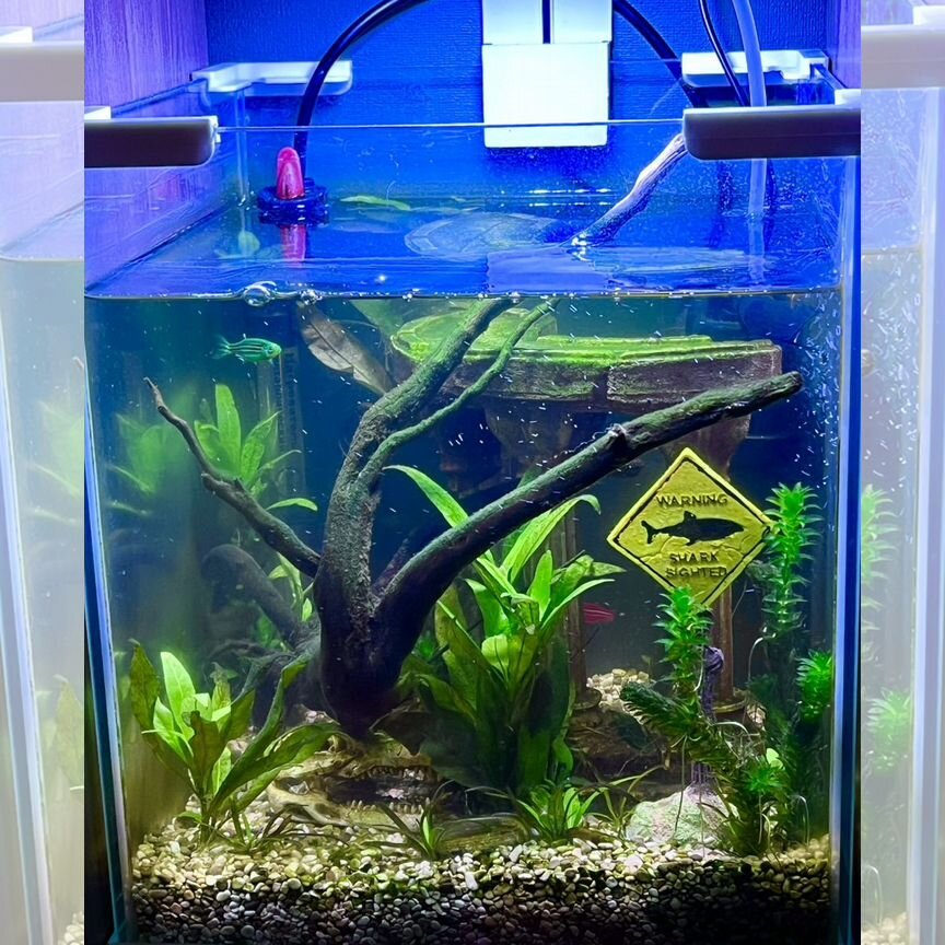 Готовый Аквариум с рыбкой, запущенный