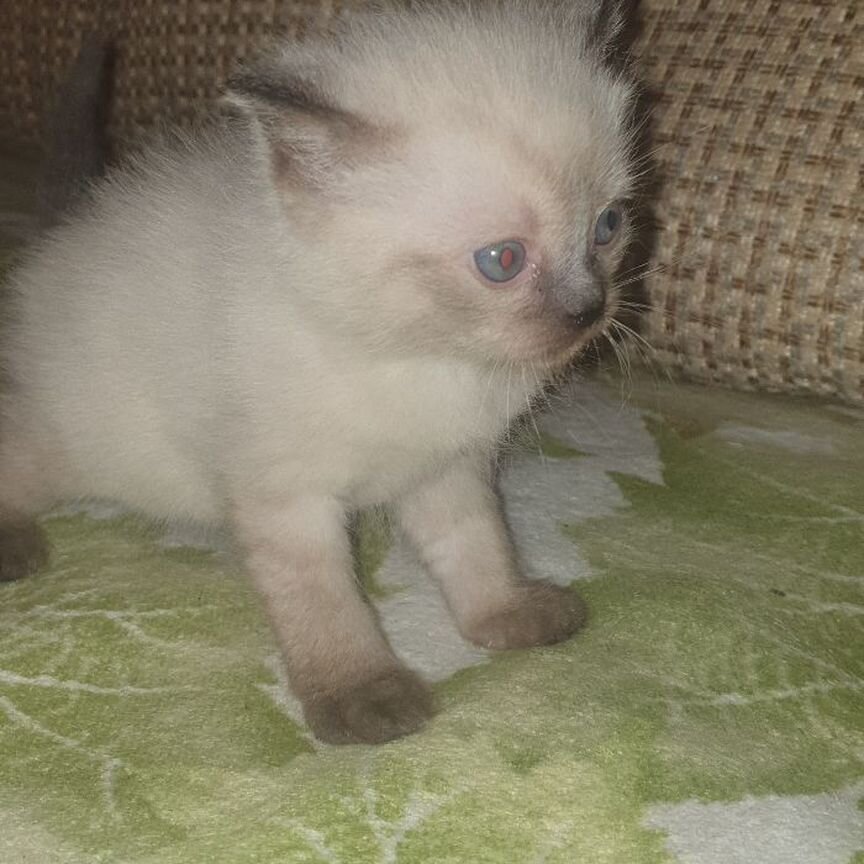 Сиамские котята