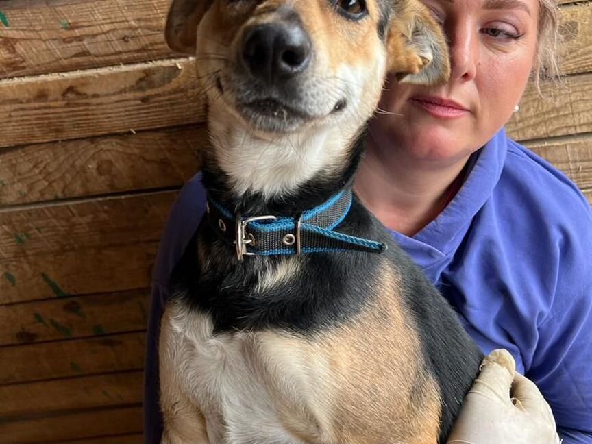 Человечная добрая улыбчивая Пчелка ищет дом