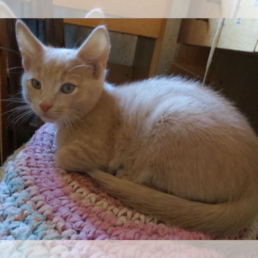 Котёнок в добрые руки