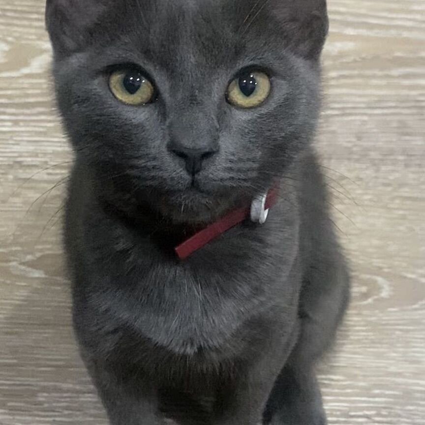 Русский голубой котёнок