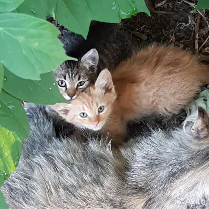 Длинношёрстные котята и мама-кошка ищут хозяев