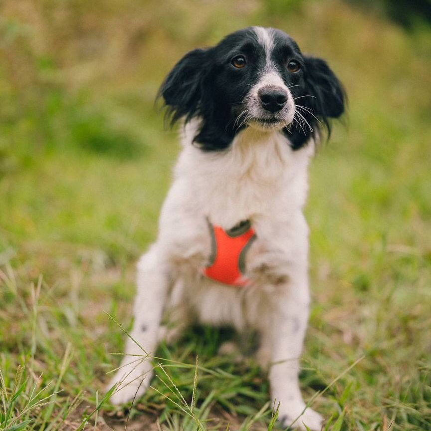Собака в добрые руки отдам бесплатно