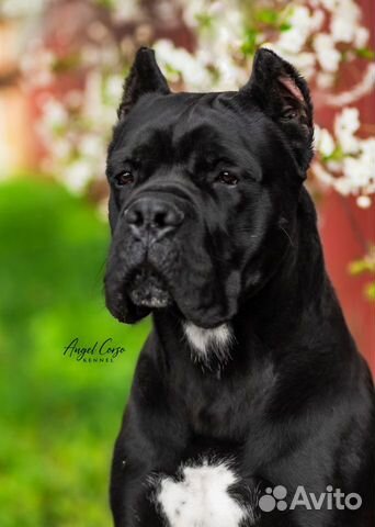 Кане Корсо - мощь, красота и грация