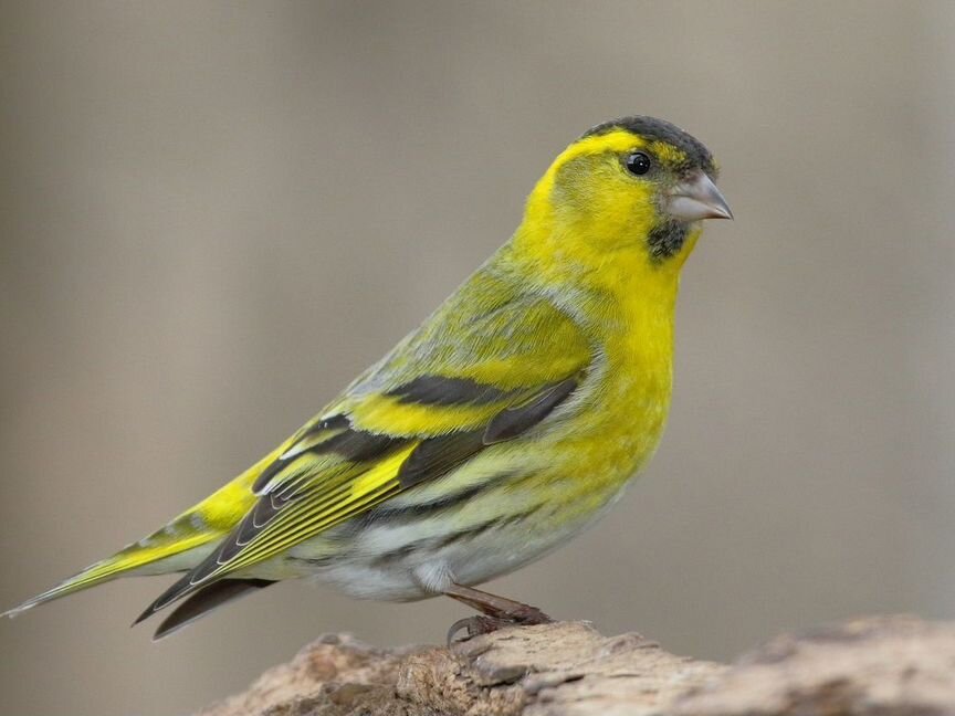 Певчие птицы чиж