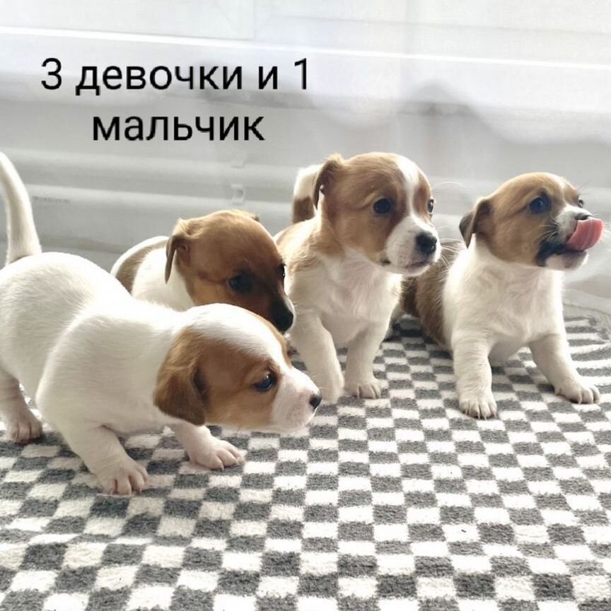 Джек-рассел-терьер, щенок