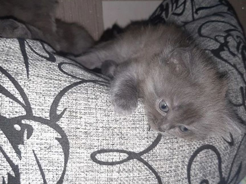 Котята