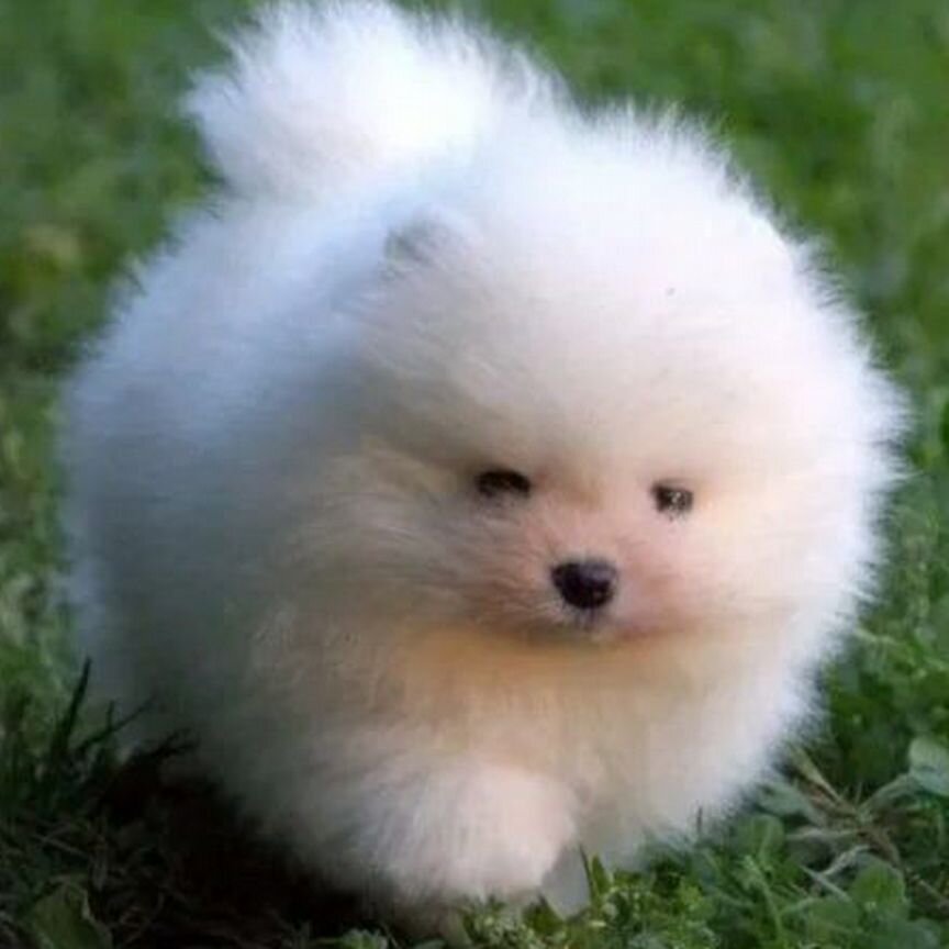 Очаровательные щенки шпица для любящей семьи