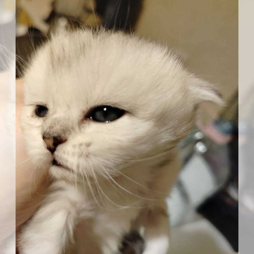 Шотландский вислоухий длинношёрстный котёнок