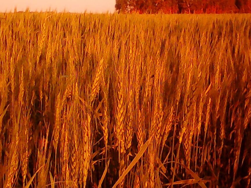 Овес фуражный