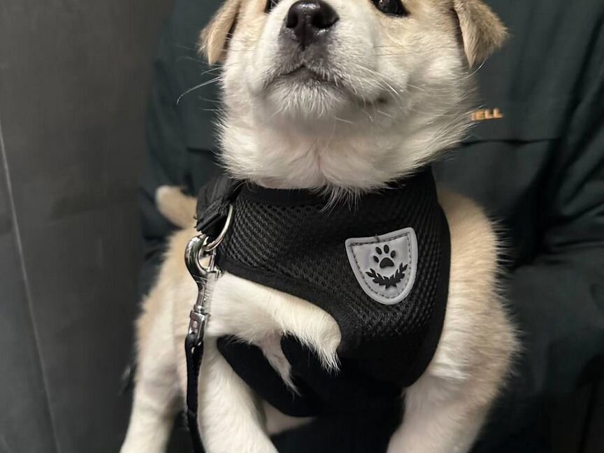 Собака в добрые руки