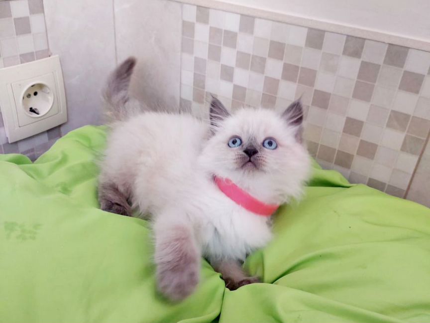 Малышка девочка Ragdoll