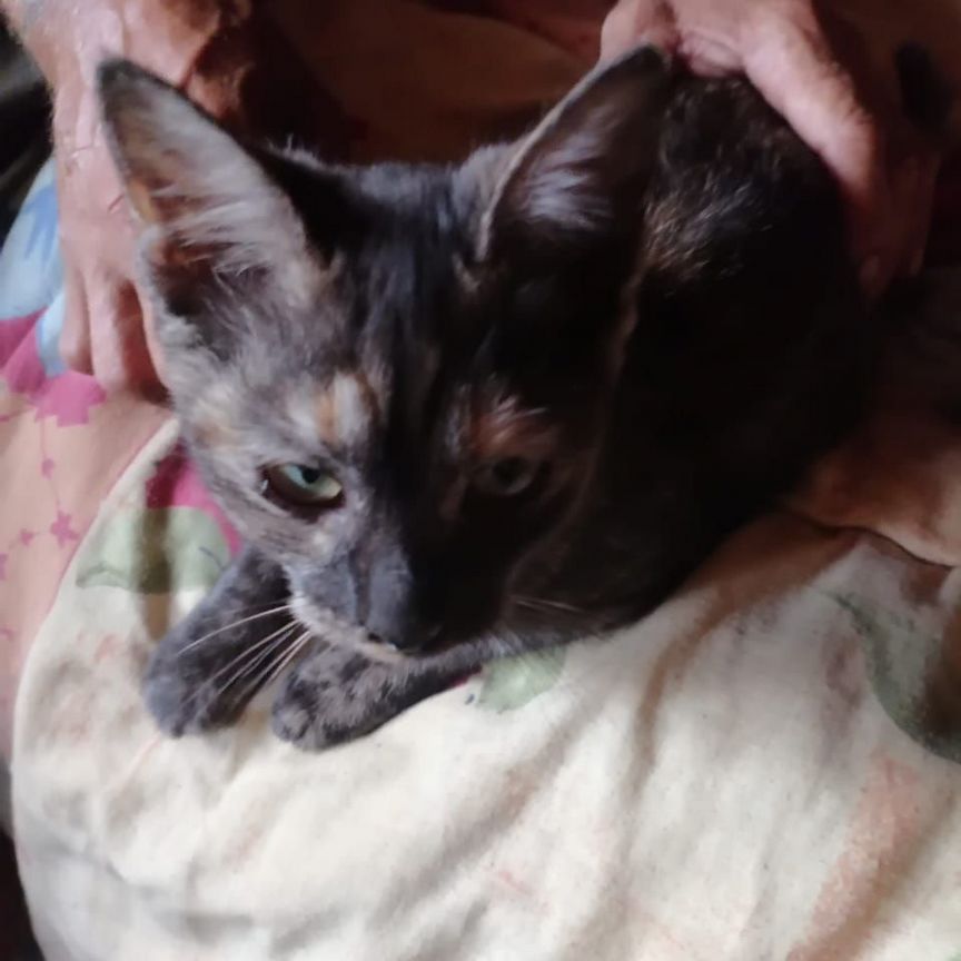 Кошка в Добрые руки