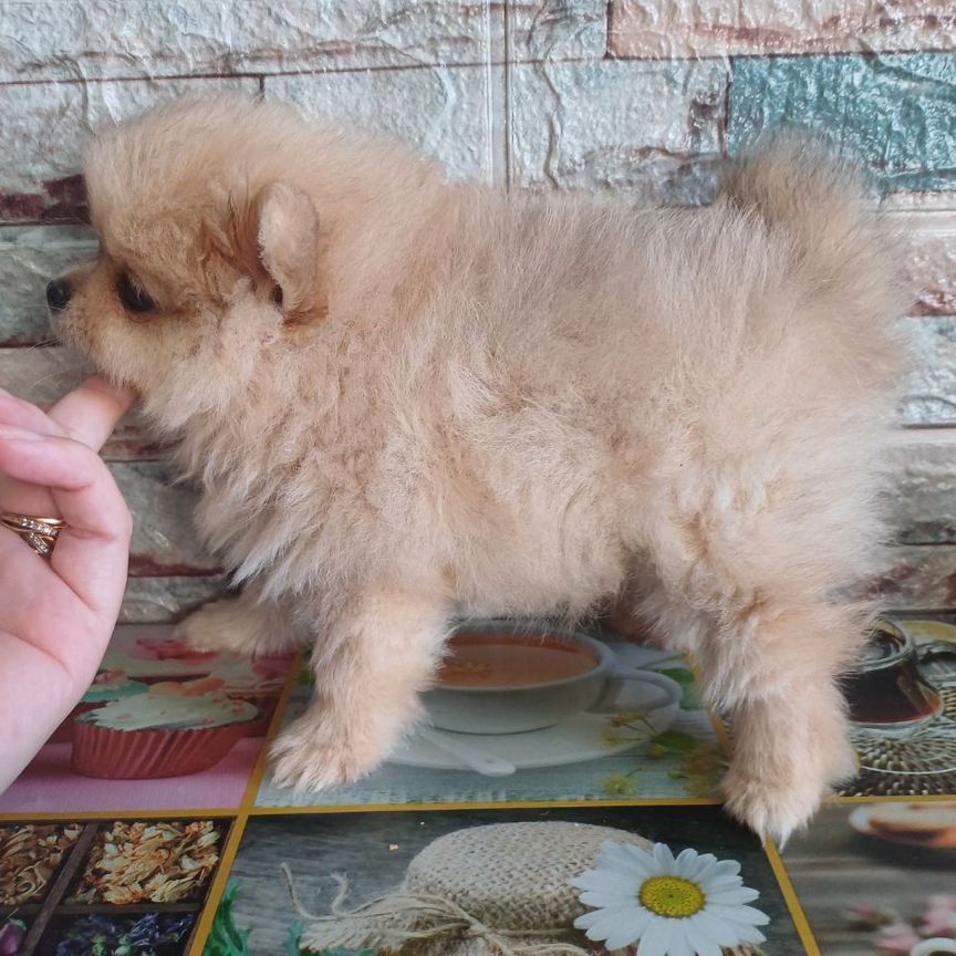 Померанский шпиц мини