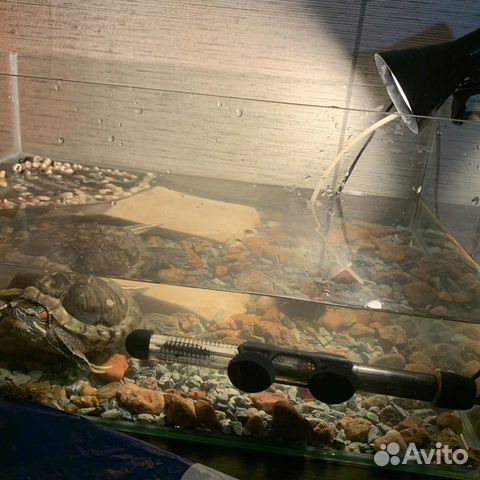 Черепаха с аквариумом и оборудованием