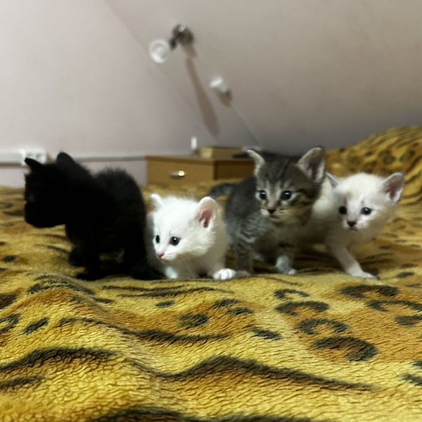 Малыши ищут дом