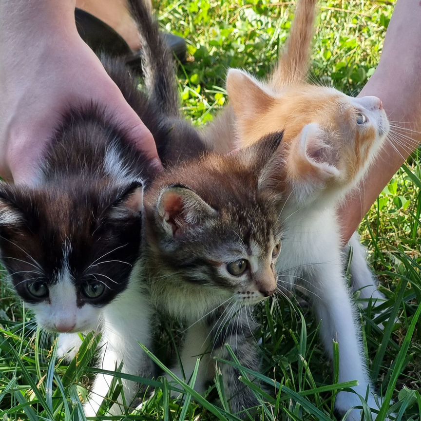 Котята