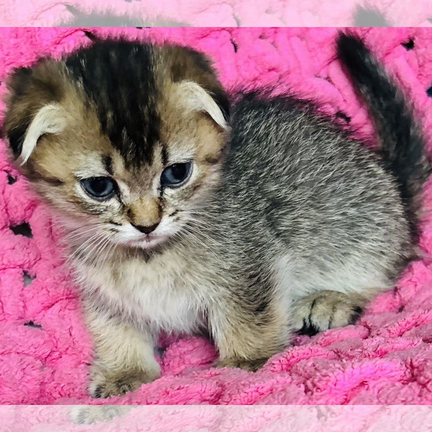 Манчкин котёнок