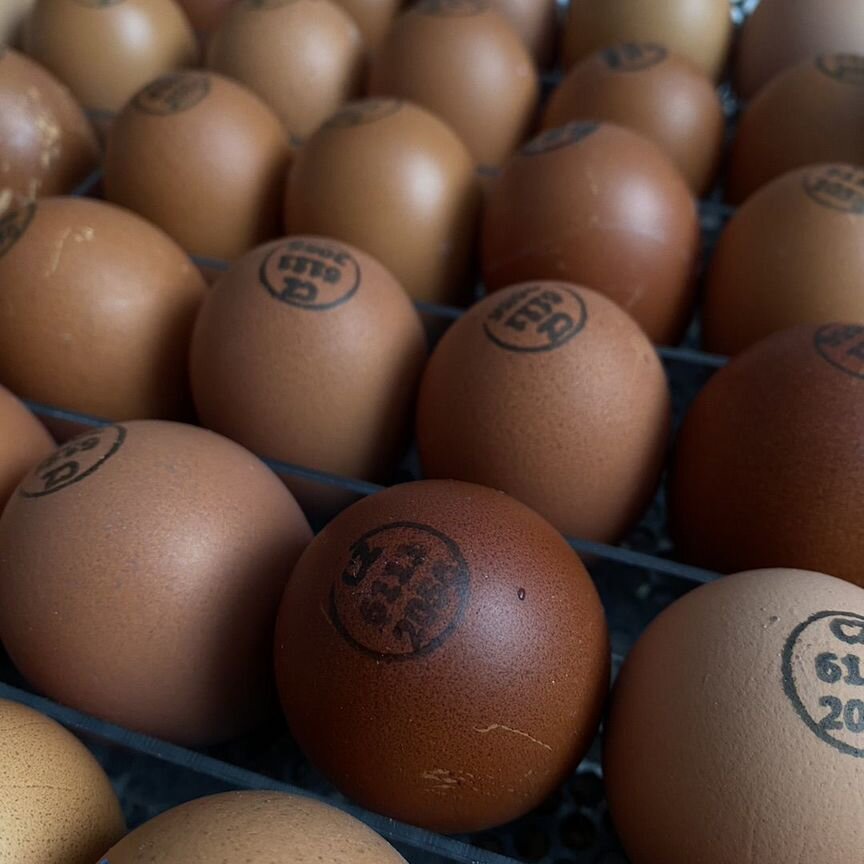 Цыплята Даркшел яйцо шоколадное