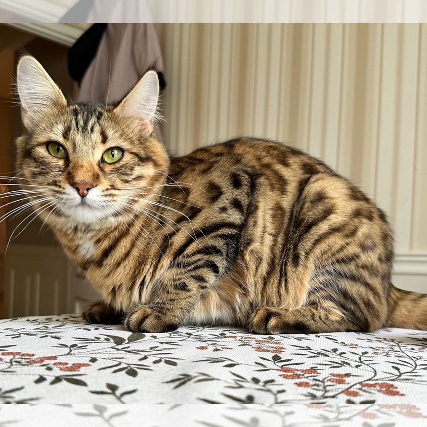 Сибирская, взрослая кошка