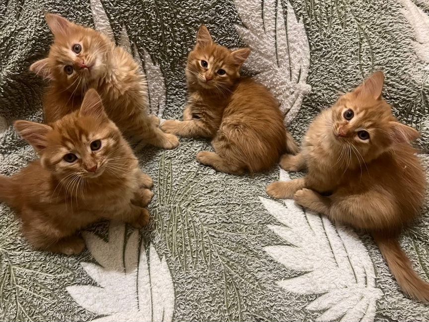 Котята в добрые руки