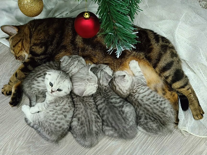 Котята шатландские