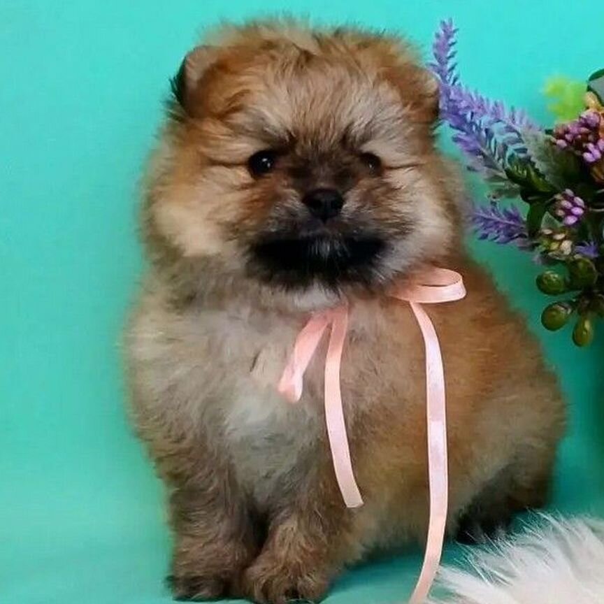 Померанский шпиц, щенок