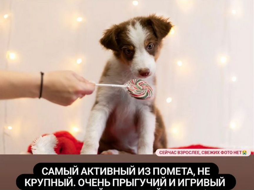 Щенки аусси