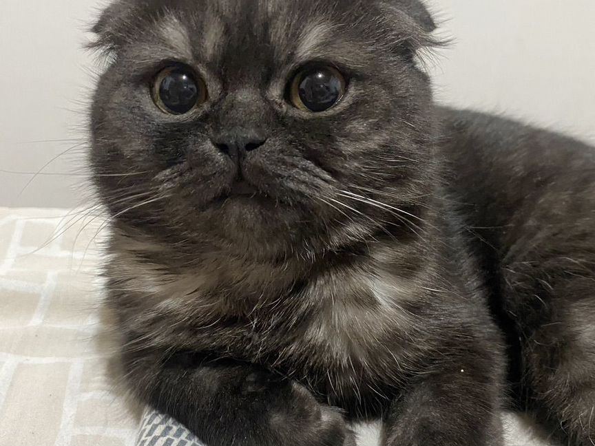 Шотландская вислоухая кошка вязка