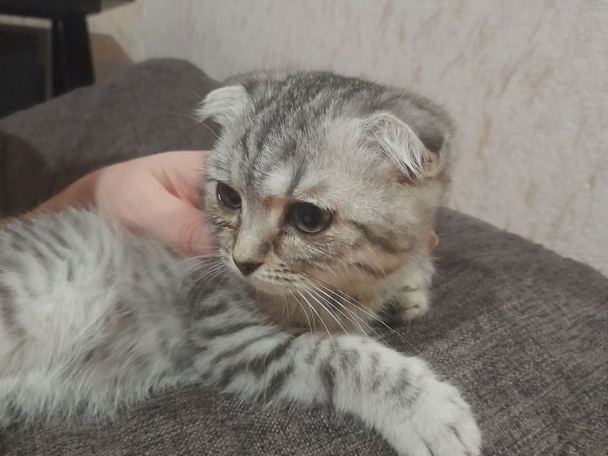 Шотландская вислоухая кошка