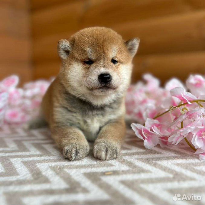 Щенок сибаину