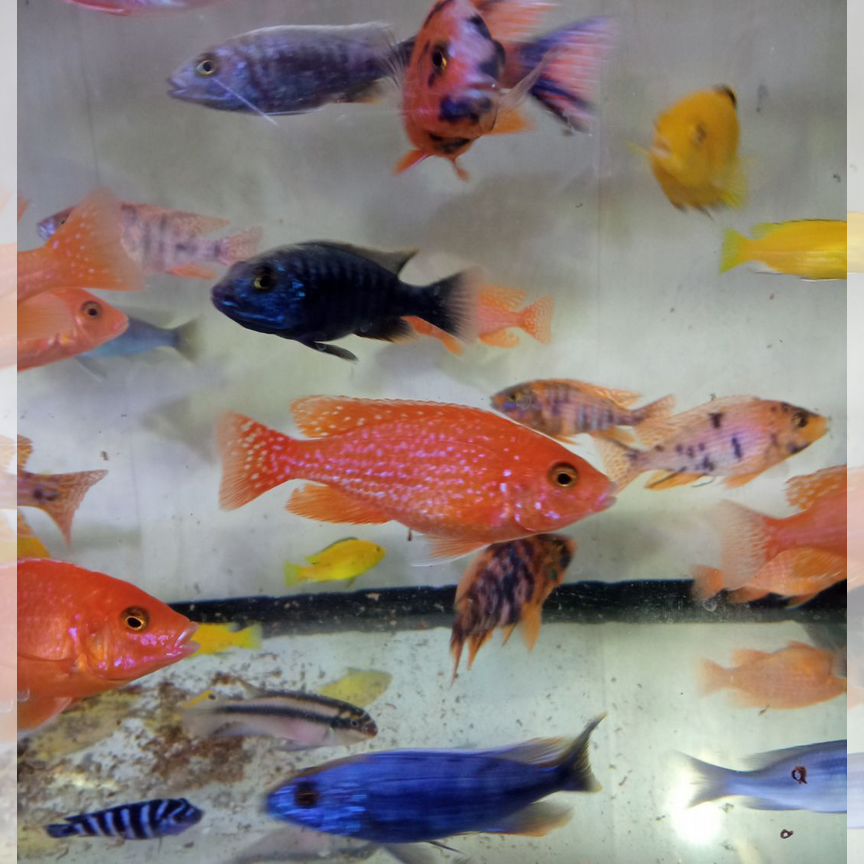 Малавийские цихлиды