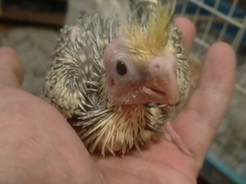 Птенчики карелл