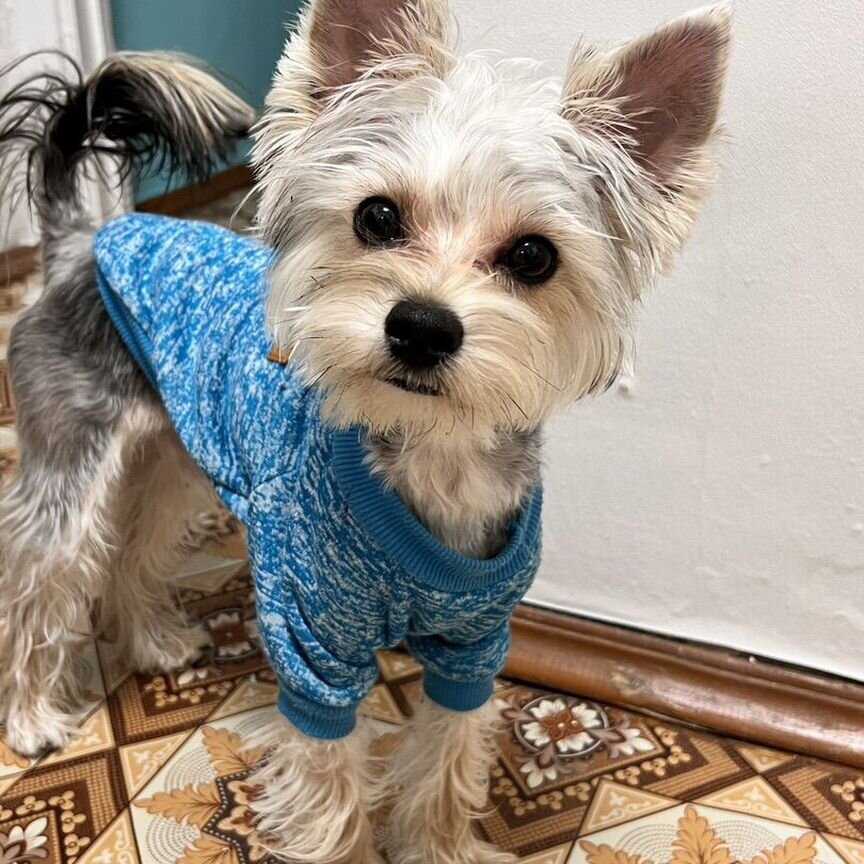 Йоркширский терьер