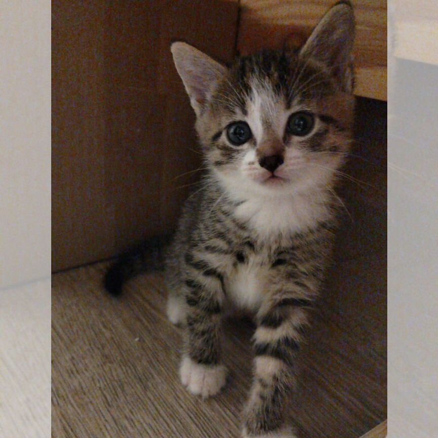 Котёнок в добрые руки