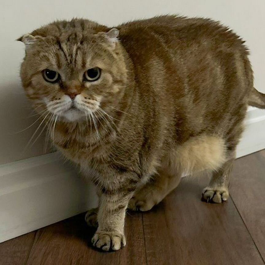 Шотландская кошка бесплатно