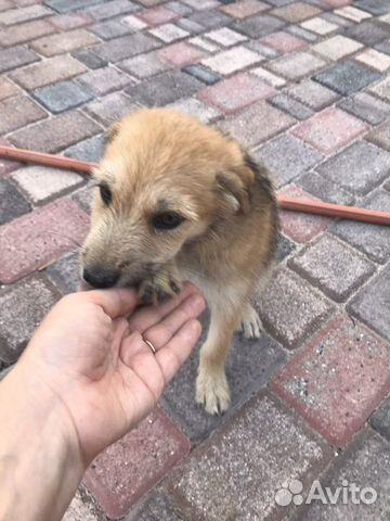 Собака, щенок