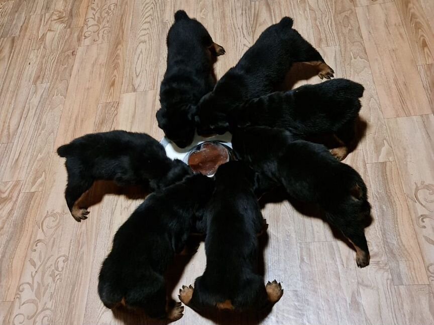 Собака